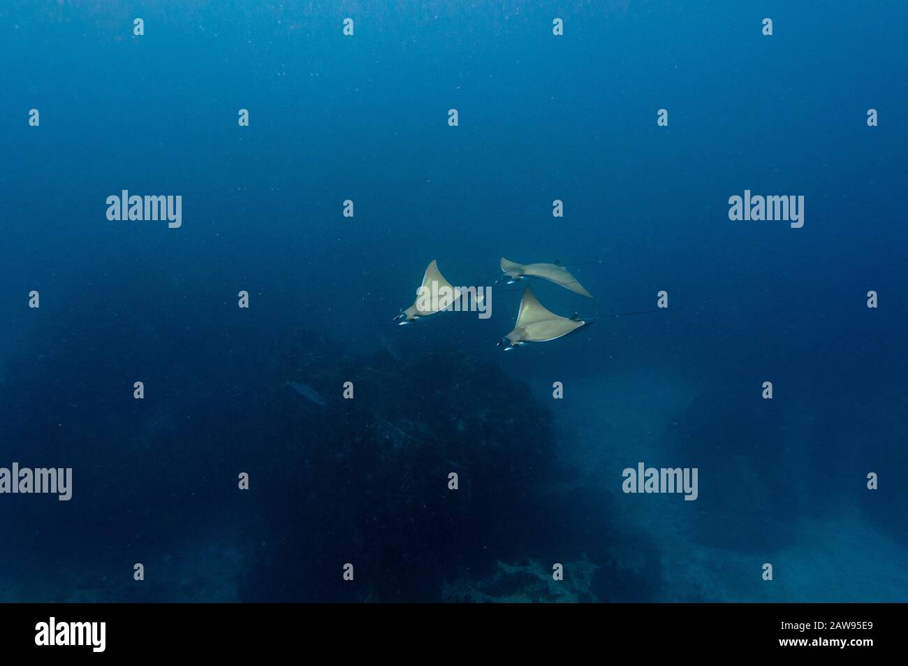 Mobula hypostoma (Lesser devil ray) with blue background. Underwater ...