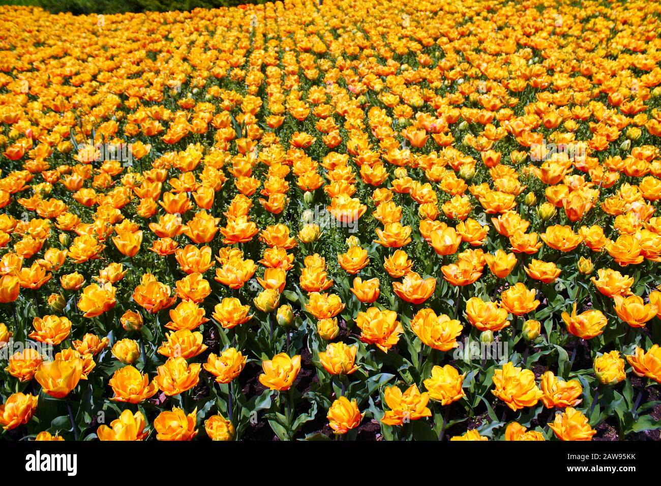 Yellow field flowers farm italy hi-res stock photography and images - Alamy