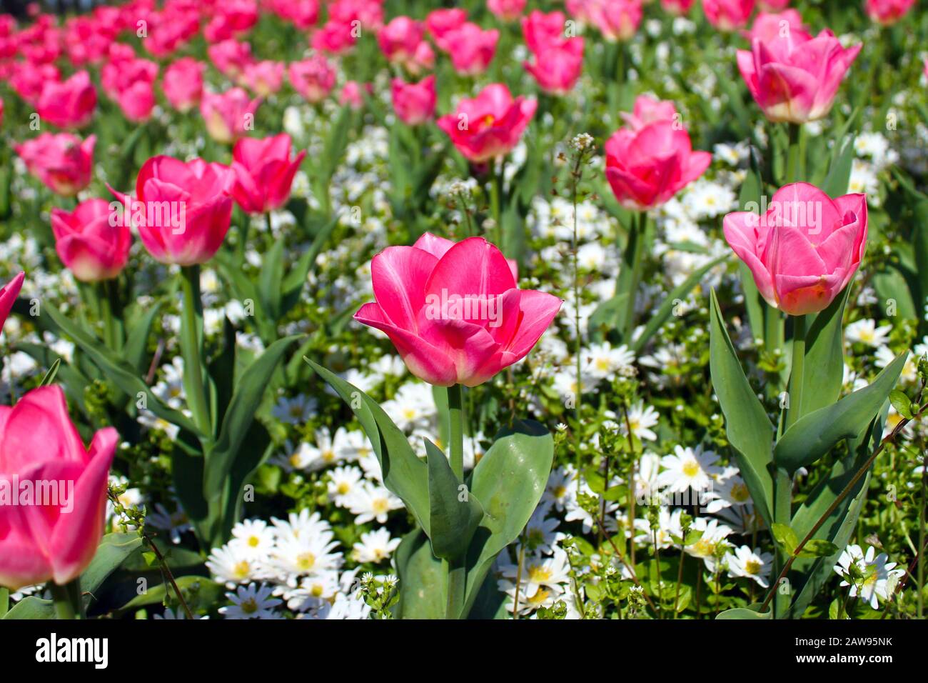 Deep pink tulips hi-res stock photography and images - Alamy