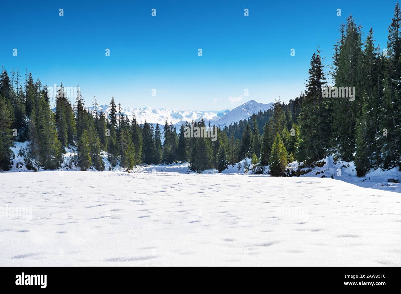 New forest frosty morning scene hi-res stock photography and images - Alamy