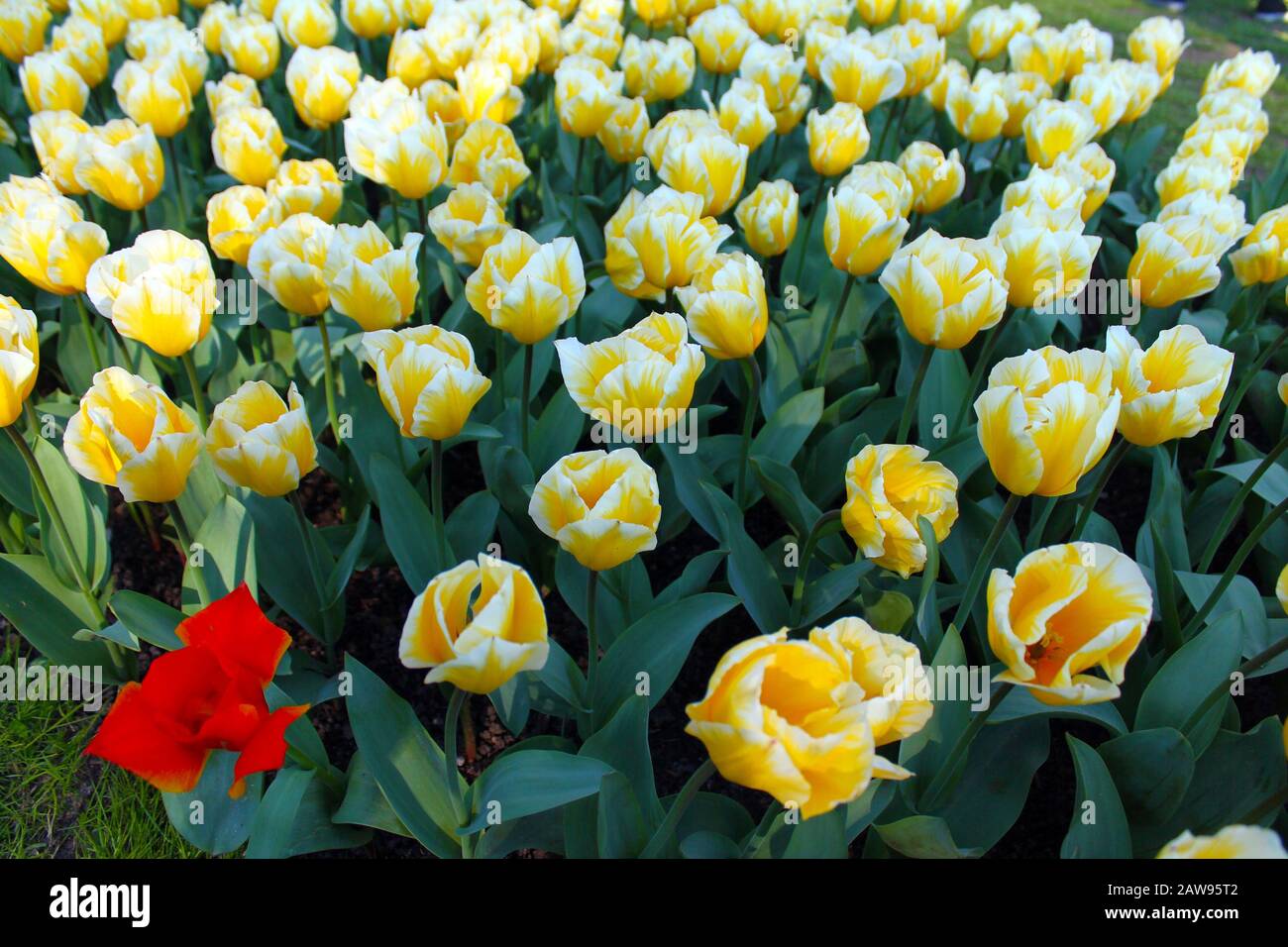 Deep red tulips hi-res stock photography and images - Alamy