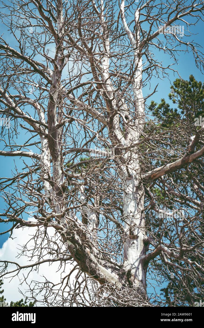 Big dry tree with many branches trimmed on a blue sky Stock Photo - Alamy