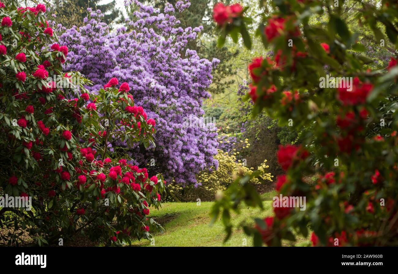 Bowood Woodland Walk with 70 acre Woodland including Rhododendrons ...