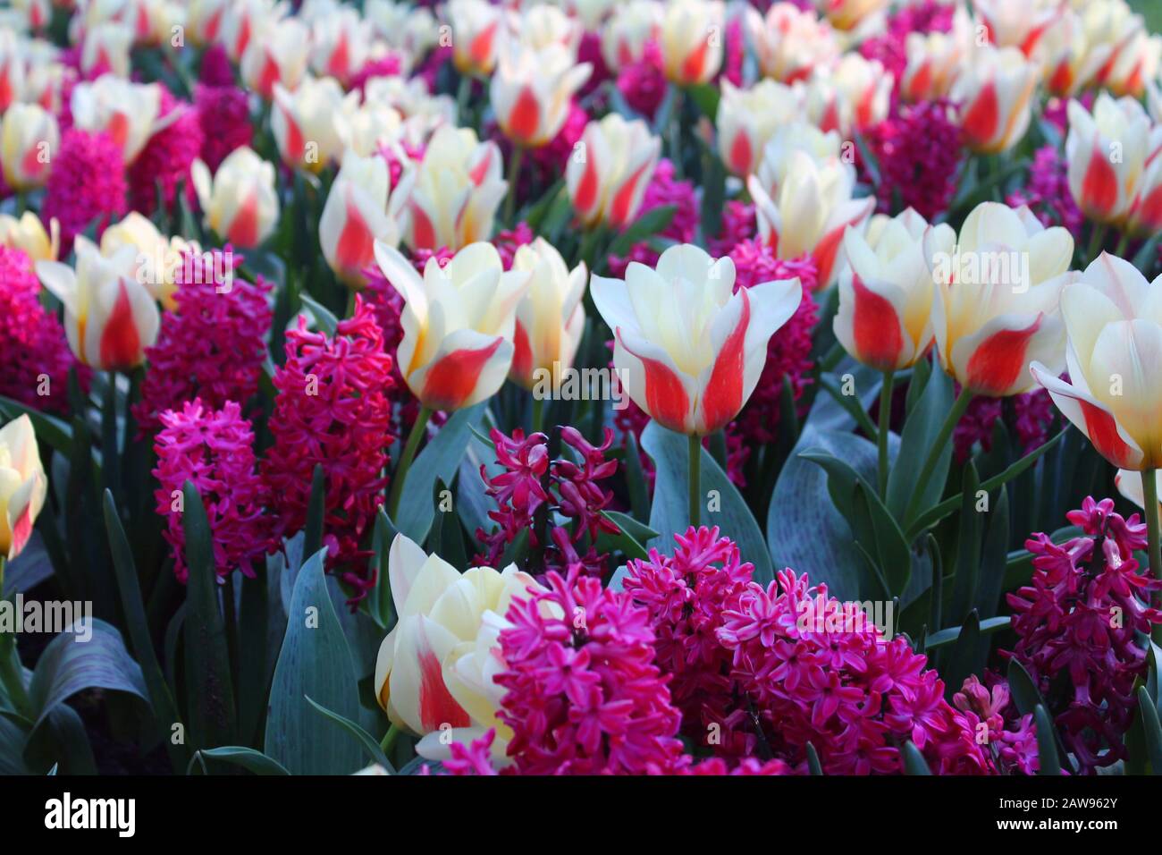 Spring flowers in europe hi-res stock photography and images - Alamy