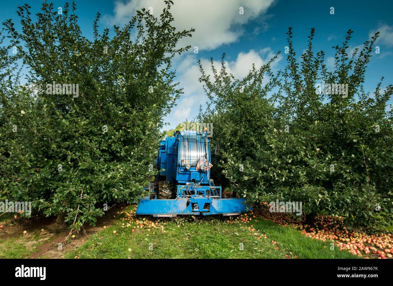 Thatcher's cider farm hi-res stock photography and images - Alamy