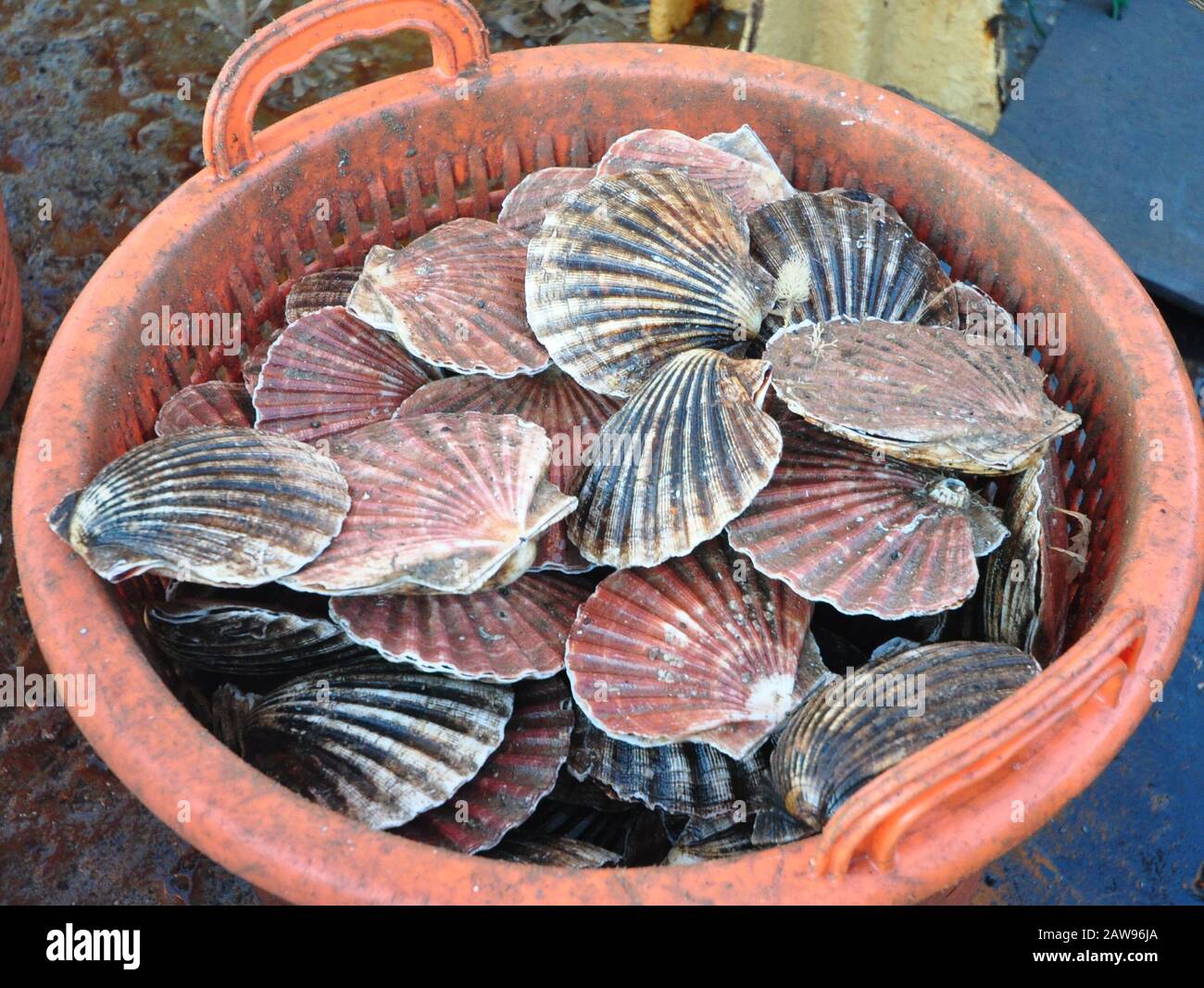 Pecten Maximus