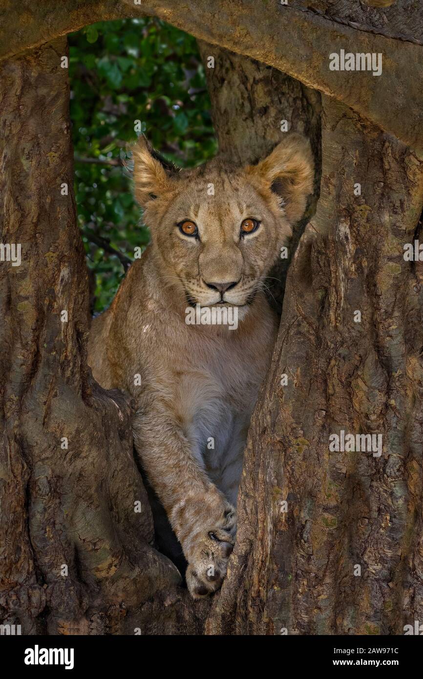 Lion cub in the tree in Kenya, Africa Stock Photo - Alamy