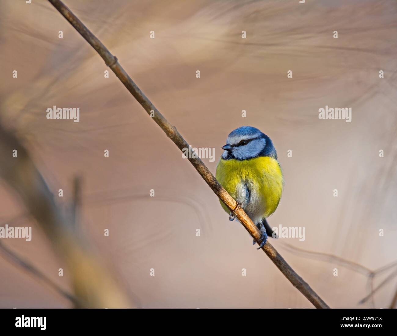 Blue tit bird sitting on the twig of a tree Stock Photo - Alamy