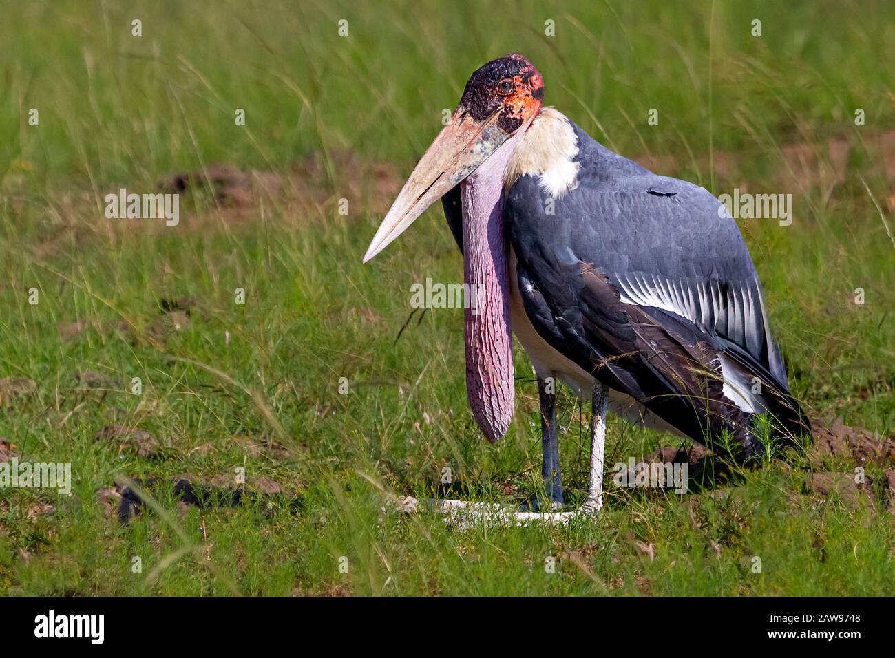 Maasai mara kenya africa hi-res stock photography and images - Alamy