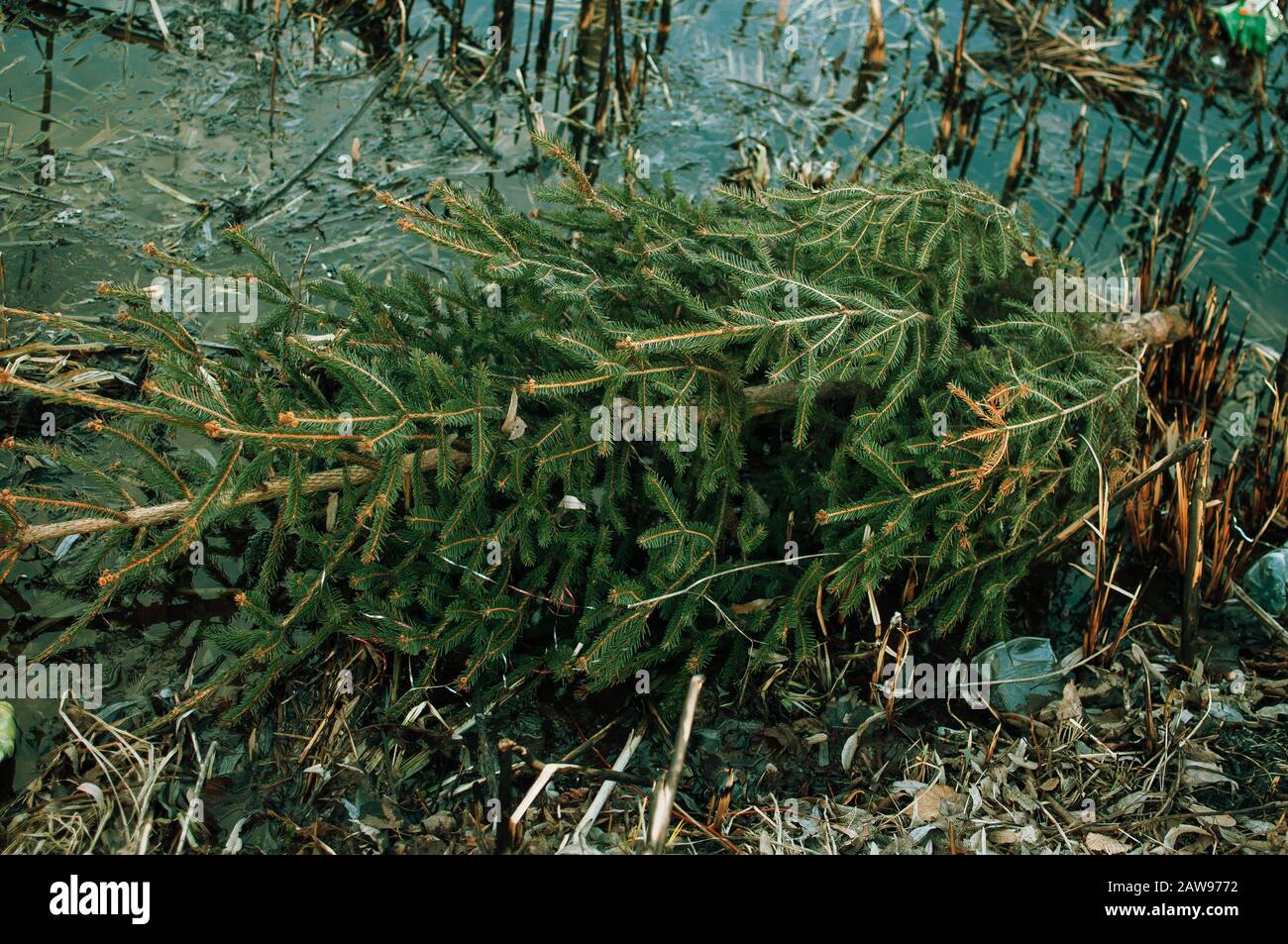 tree thrown after the celebration of Christmas and New Year into the ...