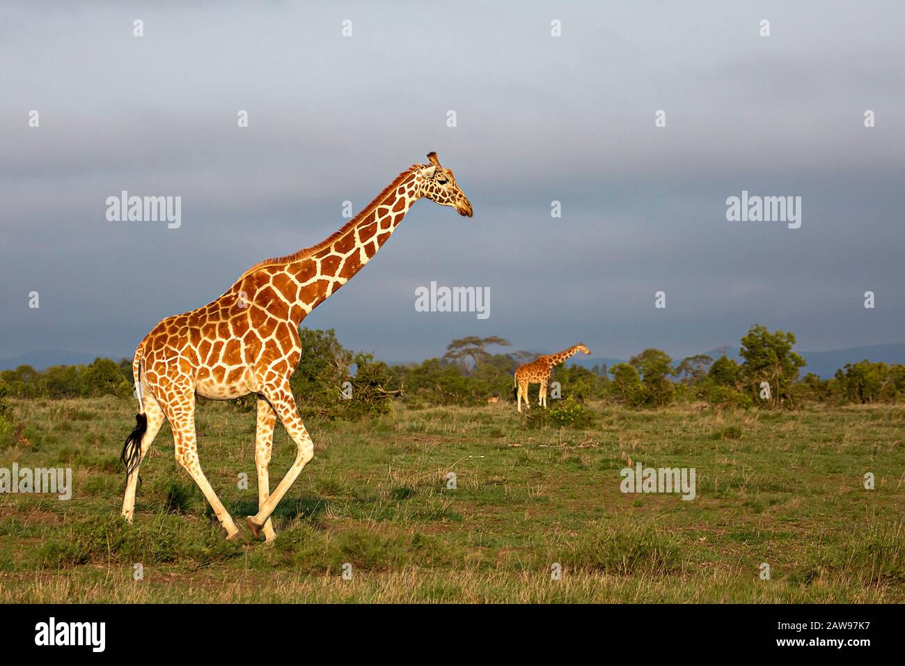 Reticulated giraffes in Kenya, Africa Stock Photo - Alamy