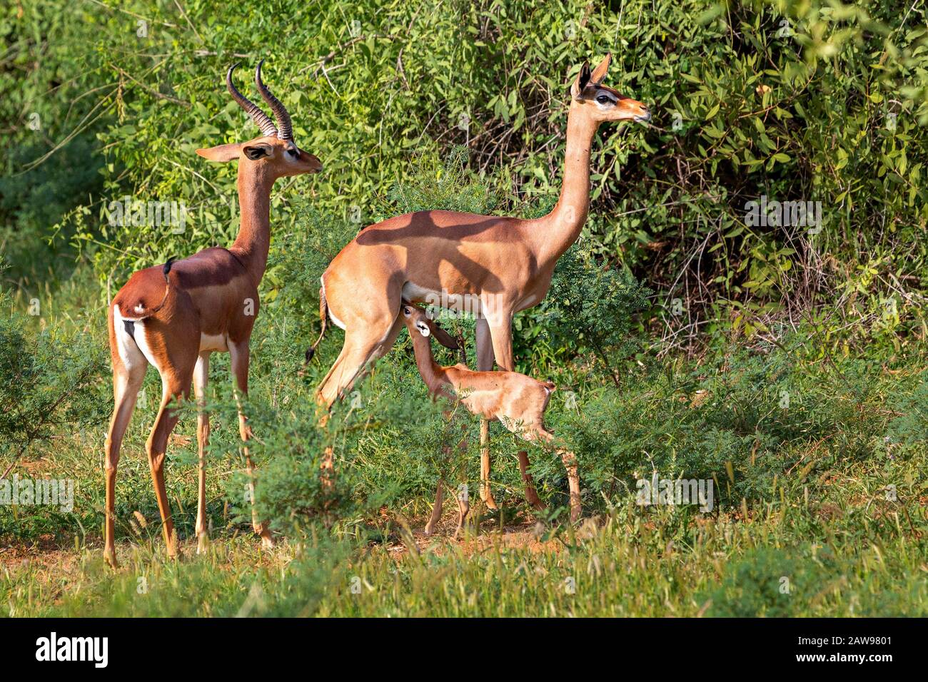 Gerenuk hi-res stock photography and images - Alamy