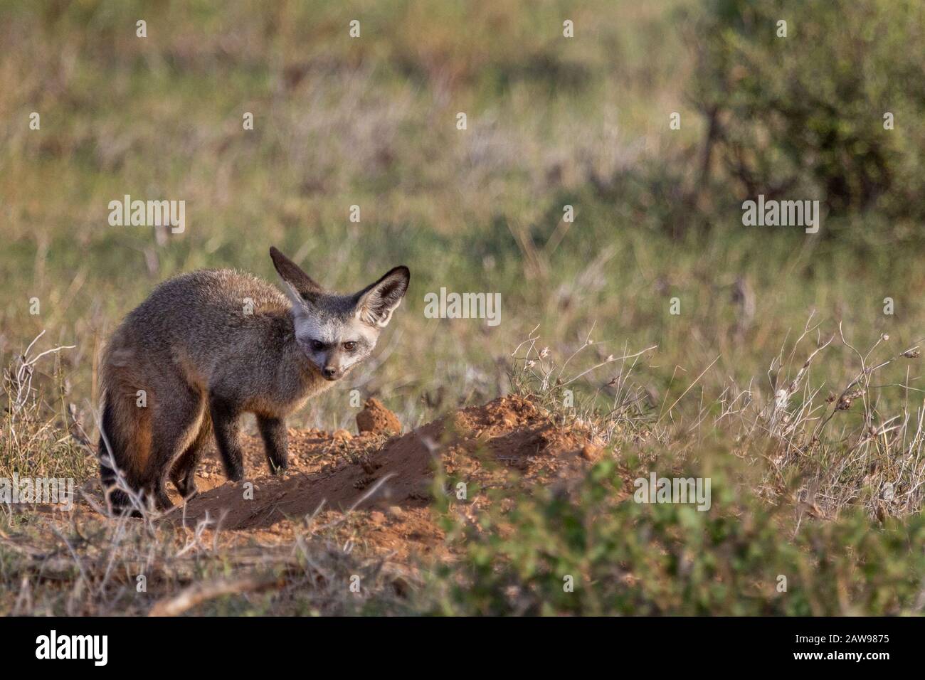 Bat eared fox, in Samburu, Kenya Stock Photo - Alamy
