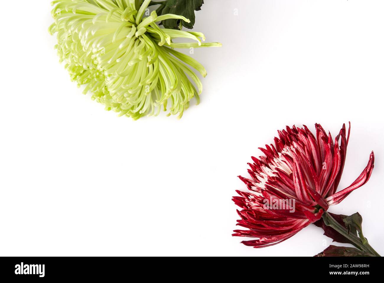 Green and red flower isolated on white background Stock Photo - Alamy
