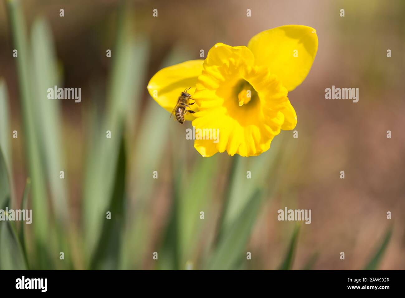 Very Beautiful daffodils in spring against a tender background. bee ...