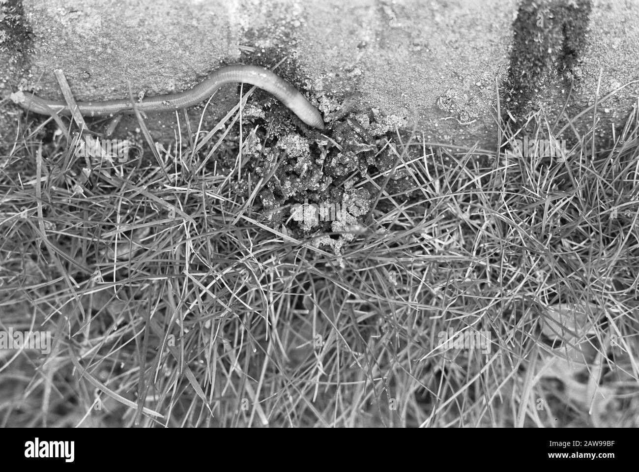 earthworm excrement Date: 1968 Keywords: earthworm excrement Stock ...