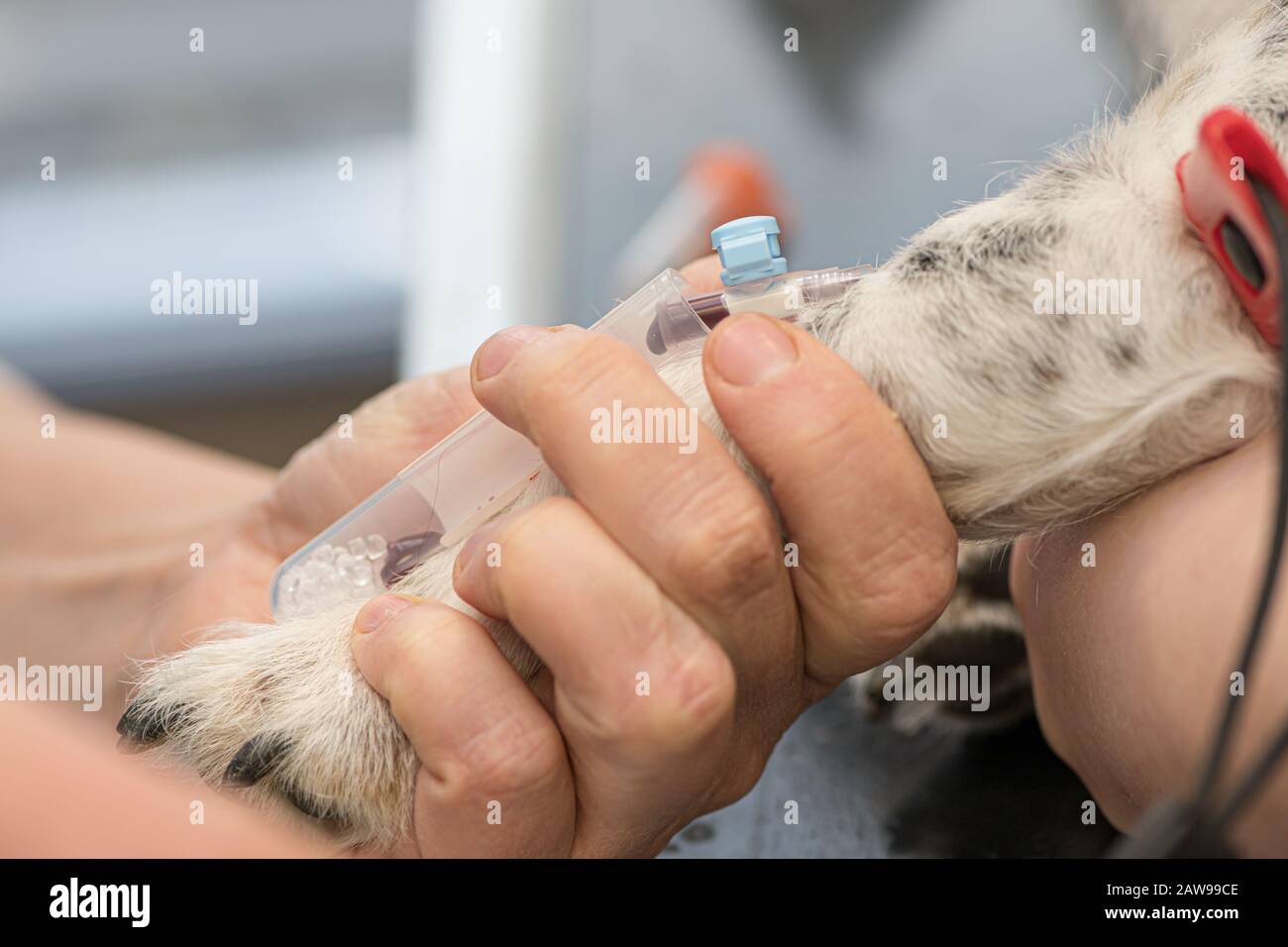 Canula drip hi-res stock photography and images - Alamy