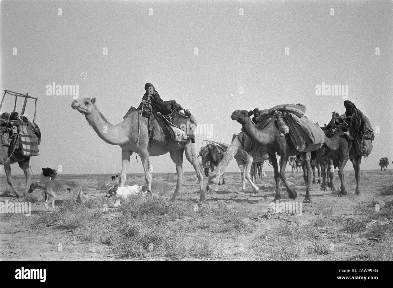 Animals animal wildlife Black and White Stock Photos & Images - Alamy