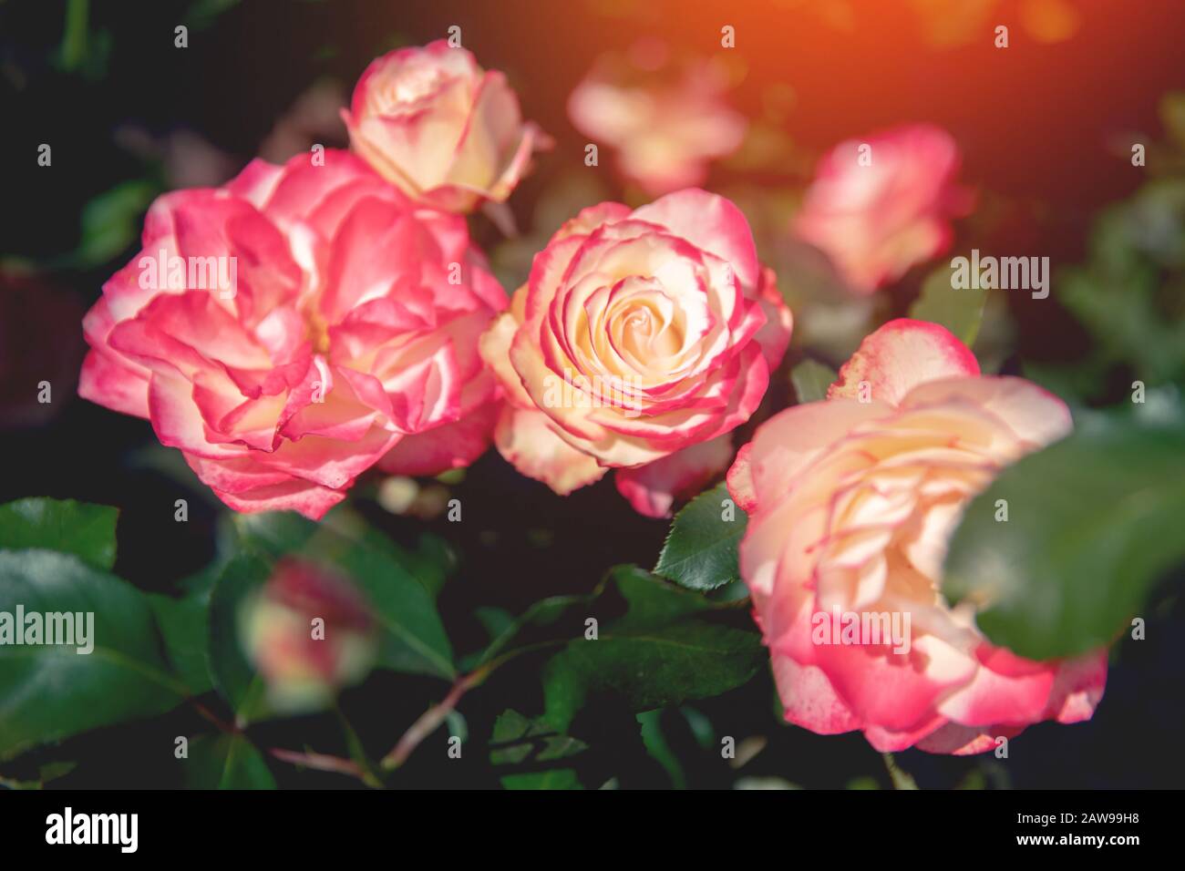 Beautiful nature scene with spring pink flowers roses background with ...
