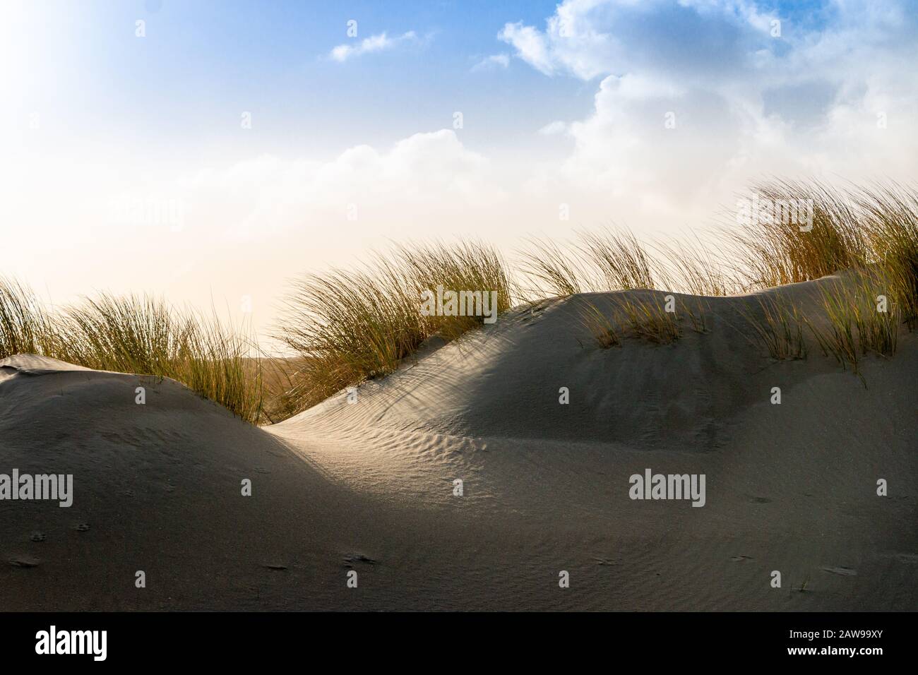 Scenery of dunes and dune grass in the Netherlands at the North Sea ...
