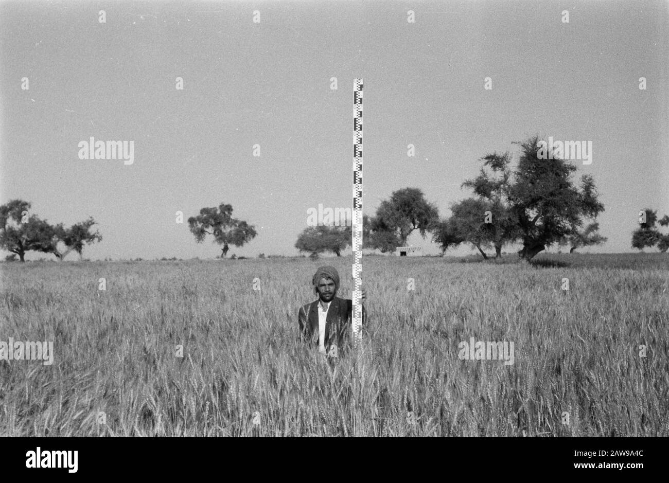 men, rulers, trees, crops Date: undated Keywords: trees, plants, men ...