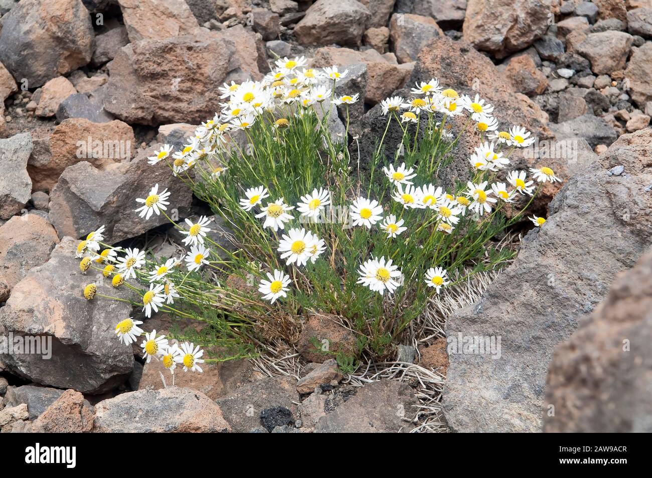 Teide daisy hi-res stock photography and images - Alamy