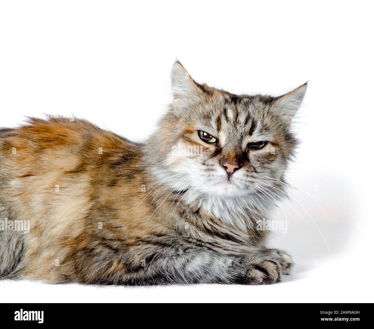 angry red cat isolated on white background Stock Photo - Alamy