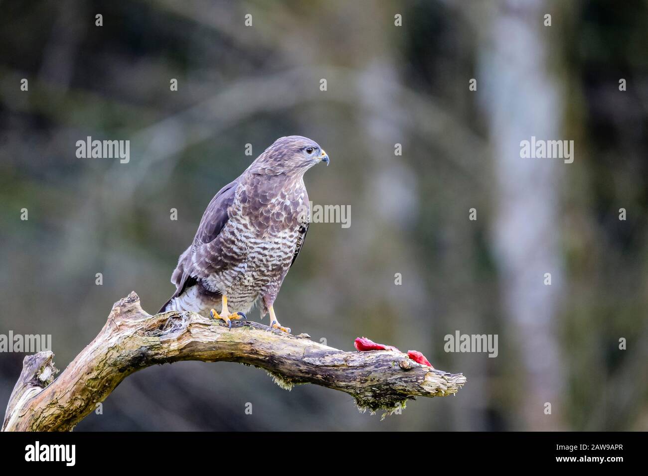A buzzard in rural Wales Stock Photo - Alamy