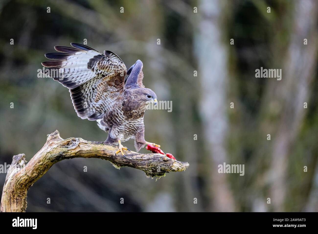 Birds of prey wales hi-res stock photography and images - Alamy