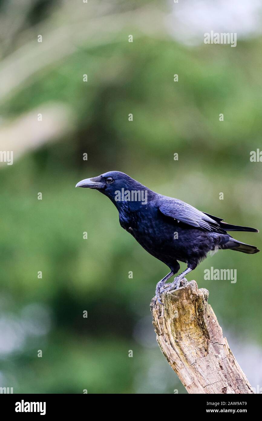 Carrion crow in rural Wales Stock Photo - Alamy