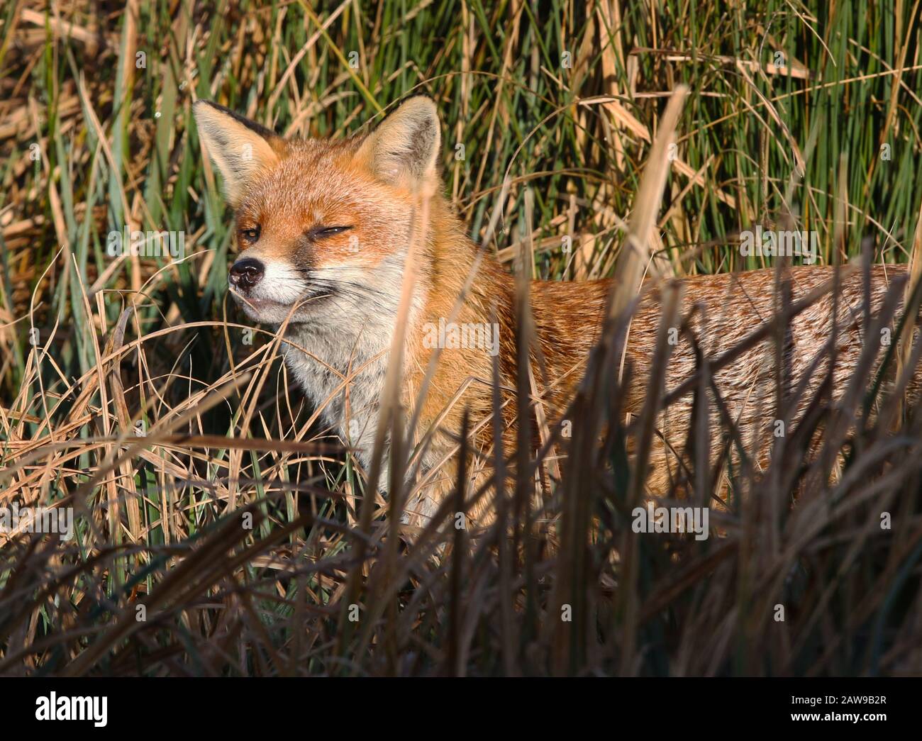 Sunbathing fox hi-res stock photography and images - Alamy