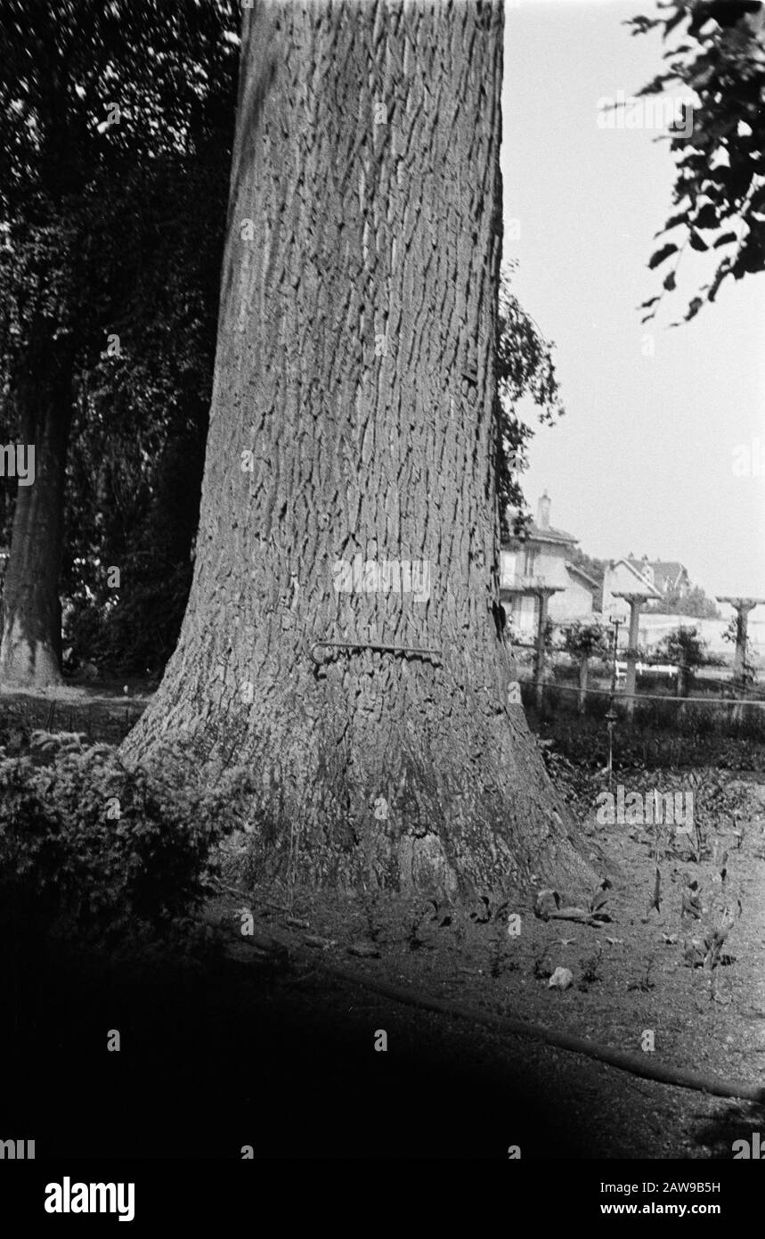 [Poplar? 60 years old] [2 meters, 5:50 m] circumference [walking stick ...