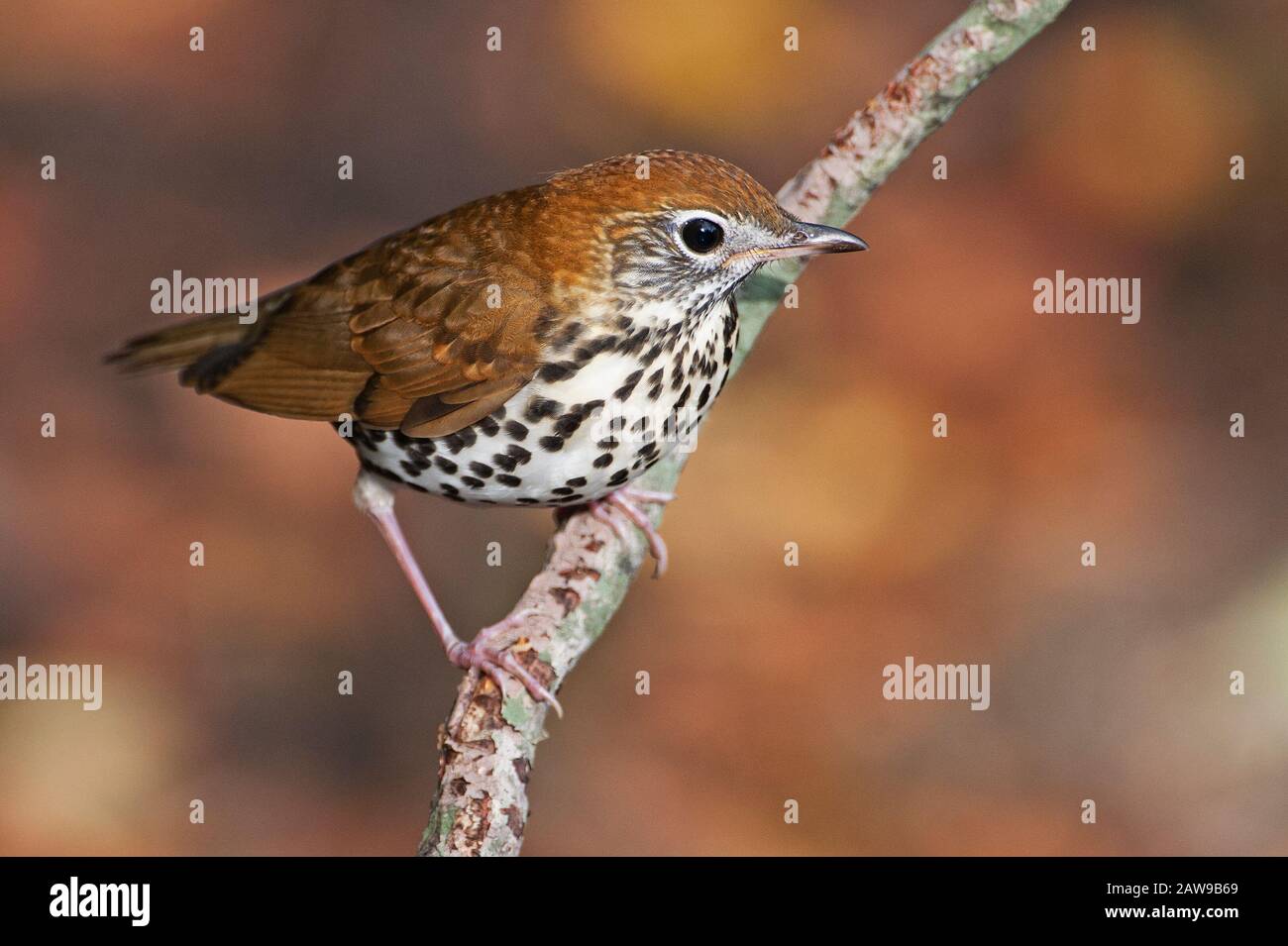 Wood thrush during autumn migration Stock Photo - Alamy