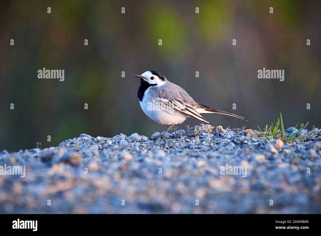 White wagtail on a ground (Motacilla alba Stock Photo - Alamy