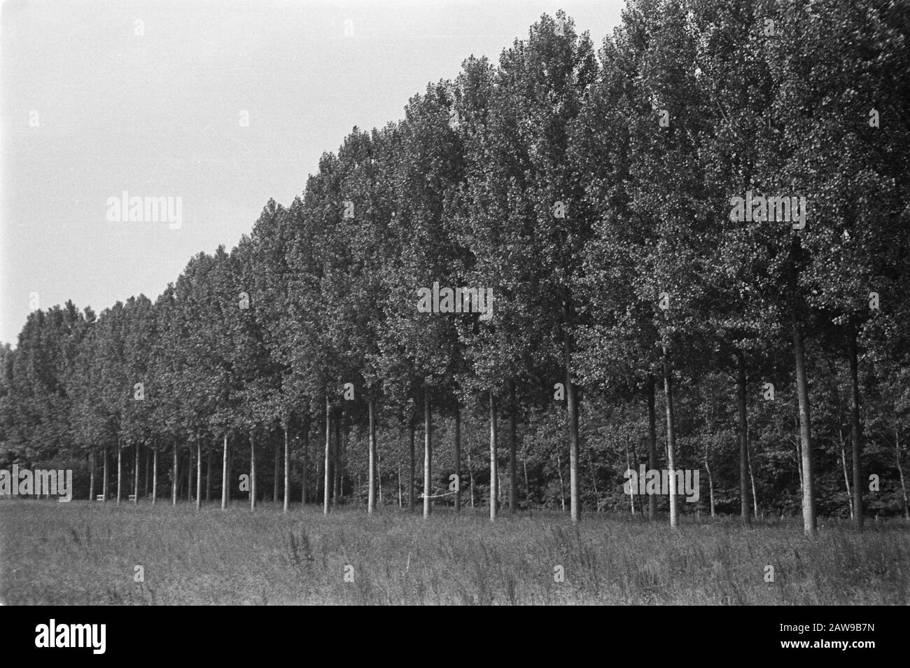 poplars and willows, robusta, Romilly Date: June 1934 Location: France ...