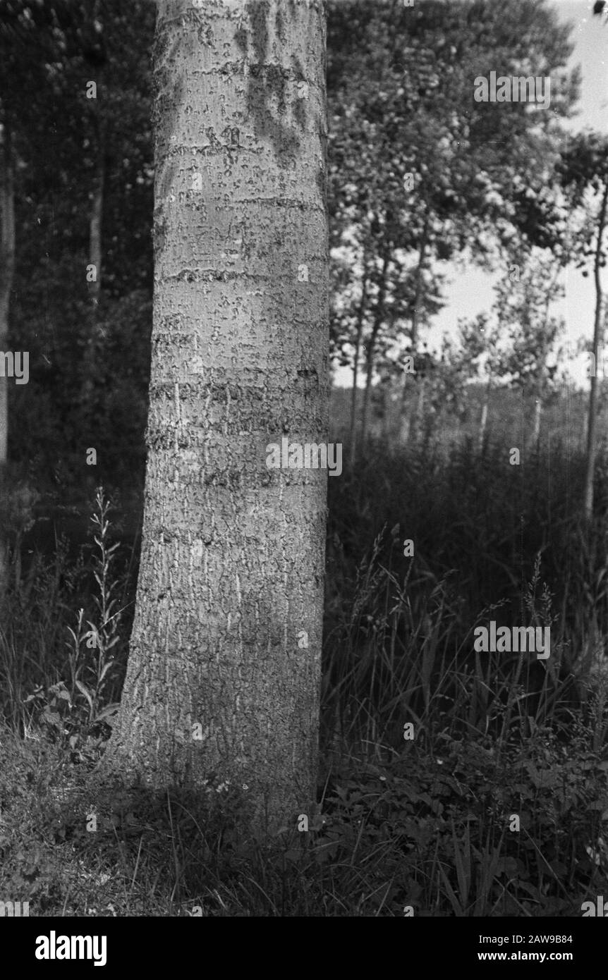 poplars and willows, tribal, ravardeau, Romilly Date: June 1934 ...