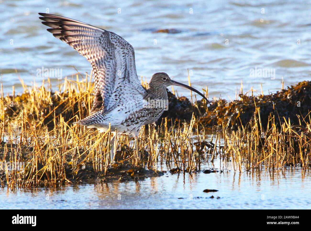 Curlew with wings extended Stock Photo - Alamy