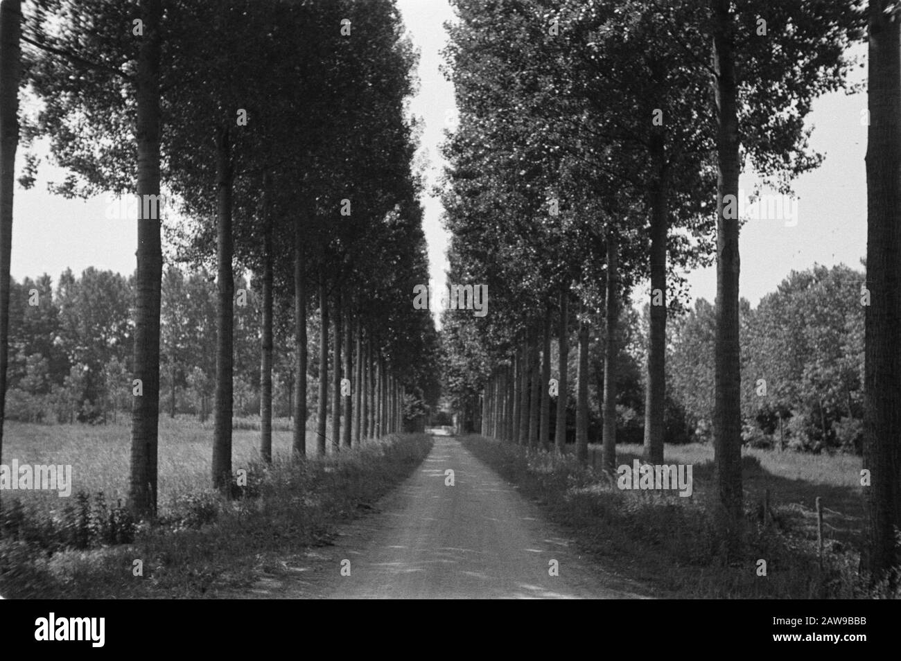 poplars and willows, roads, robusta, Romilly Date: June 1934 Location ...