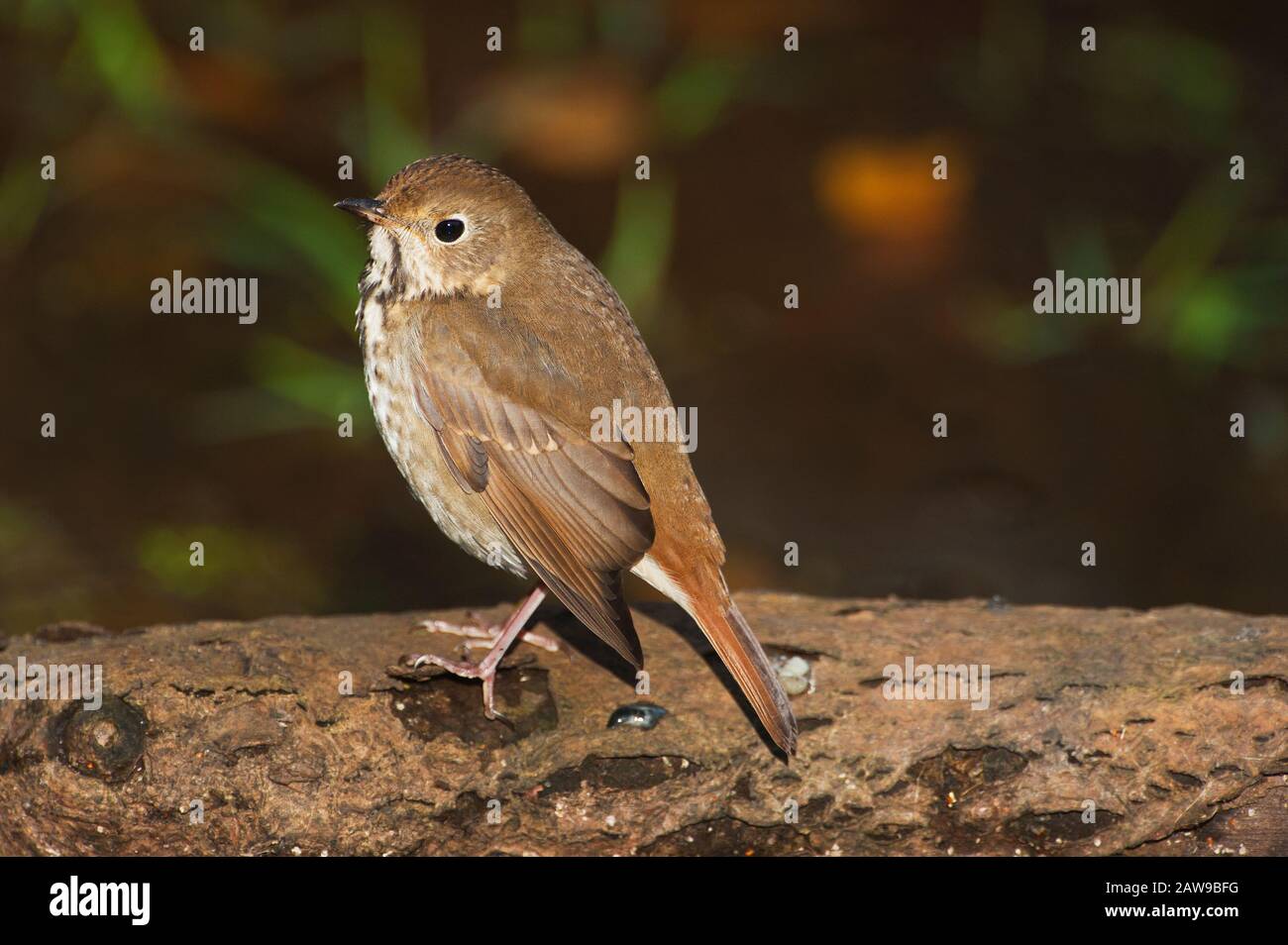 Hermit thrushes hi-res stock photography and images - Alamy