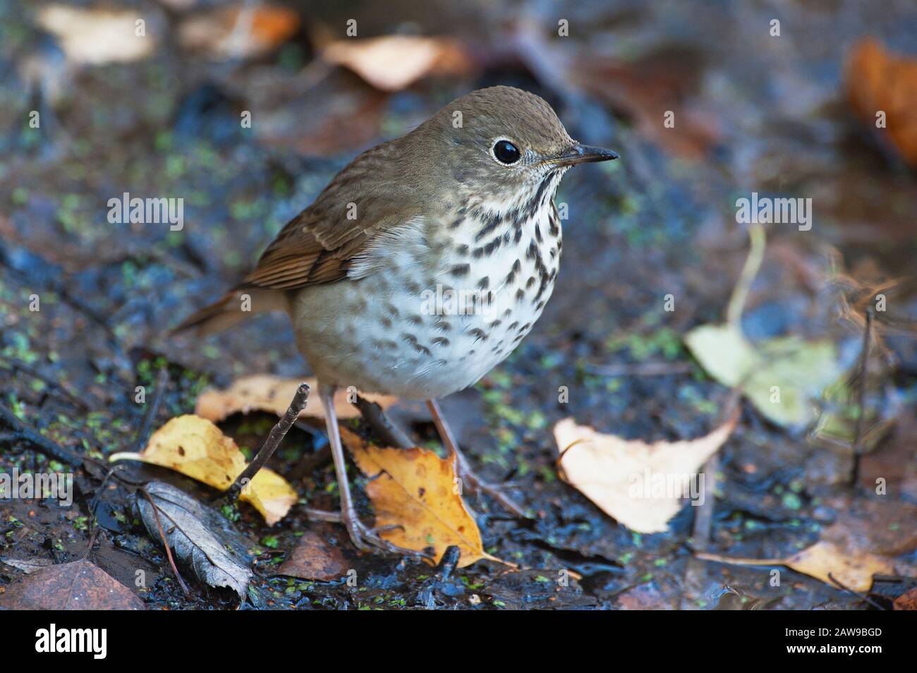 Hermit thrush hi-res stock photography and images - Alamy