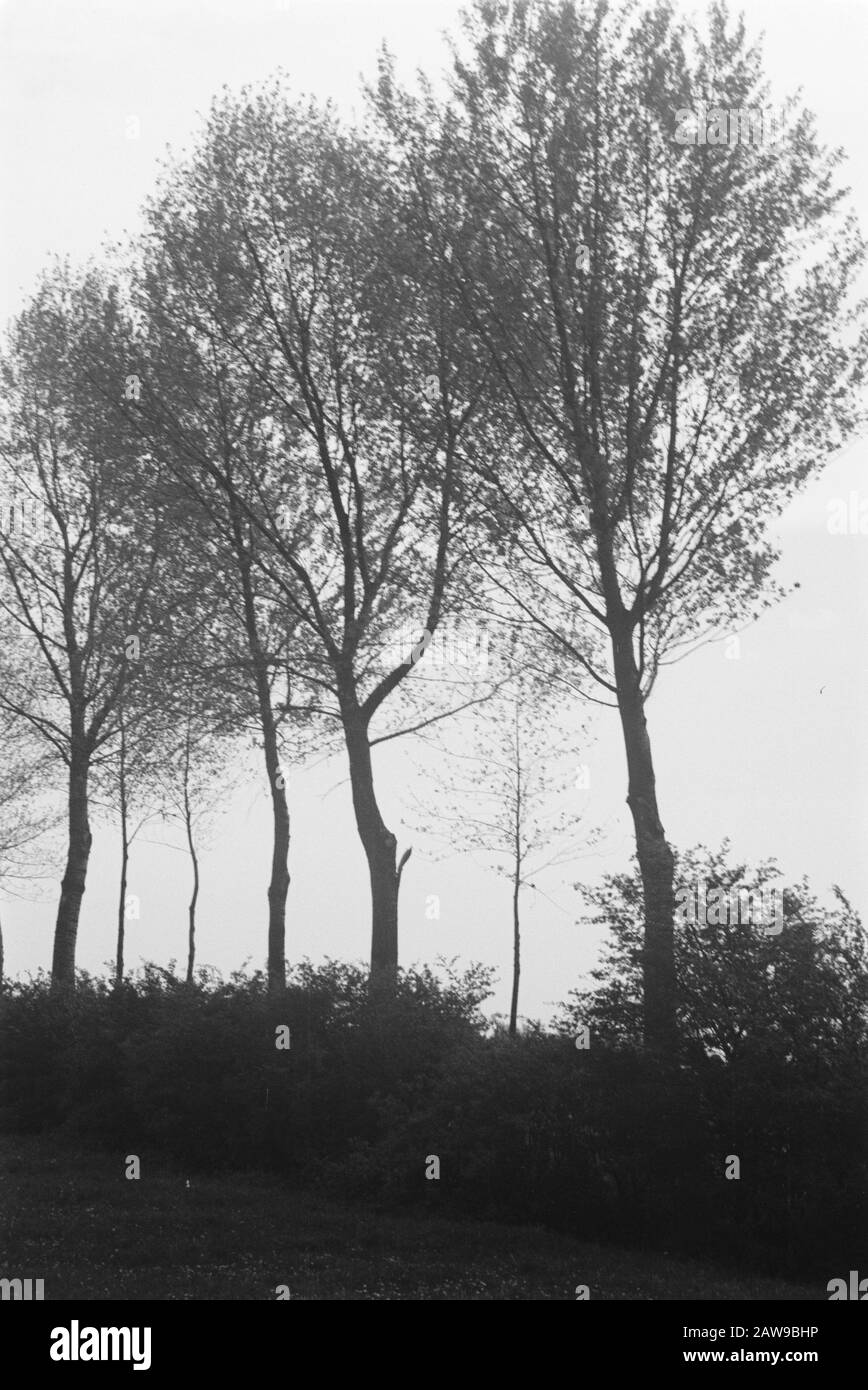 European poplar Black and White Stock Photos & Images - Alamy