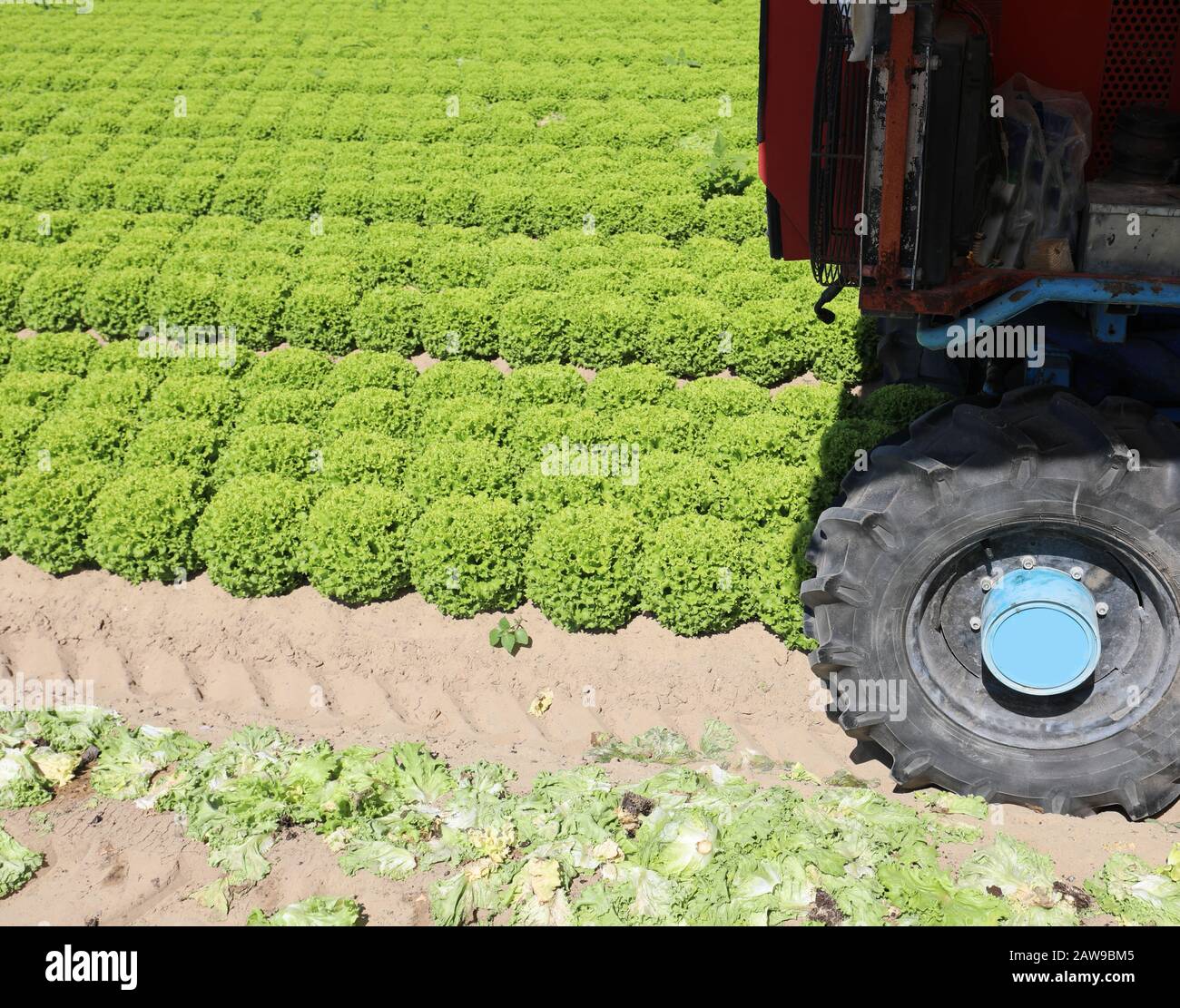 big black wheel of Tractor on the cultivated field of green lettuce ...