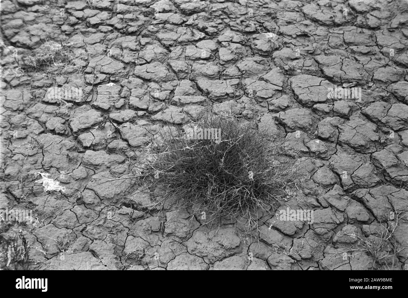 land reclamation, grass pollen, Wadden Date: June 1935 Location ...