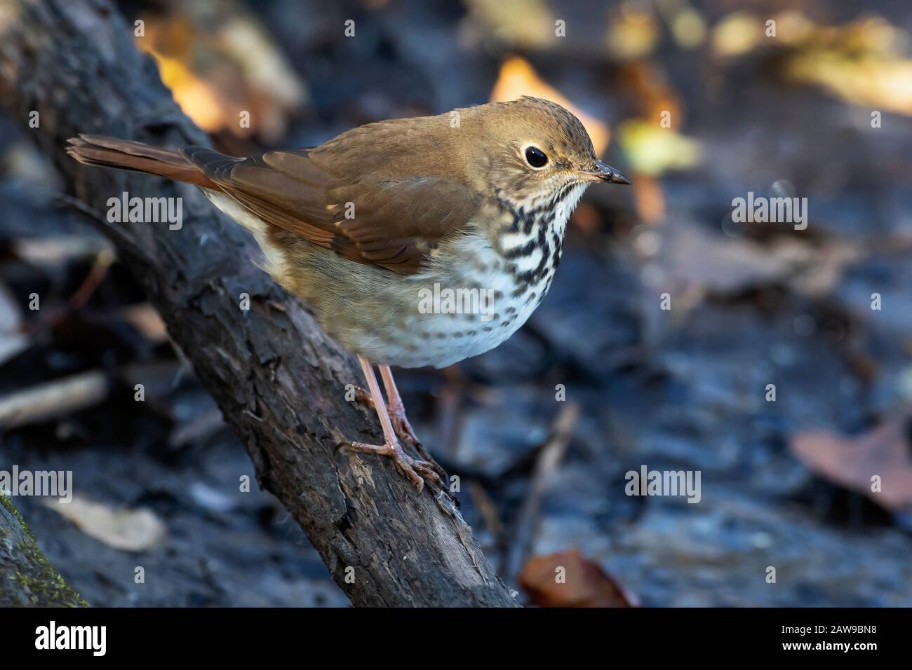 Hermit thrushes hi-res stock photography and images - Alamy