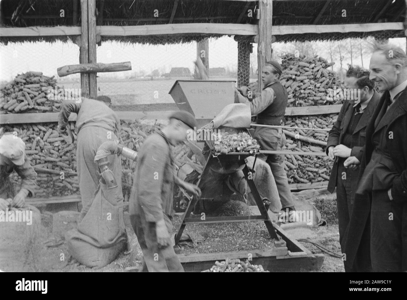 corn cultivation and tobacco, workers, threshing, threshers Cross Date ...