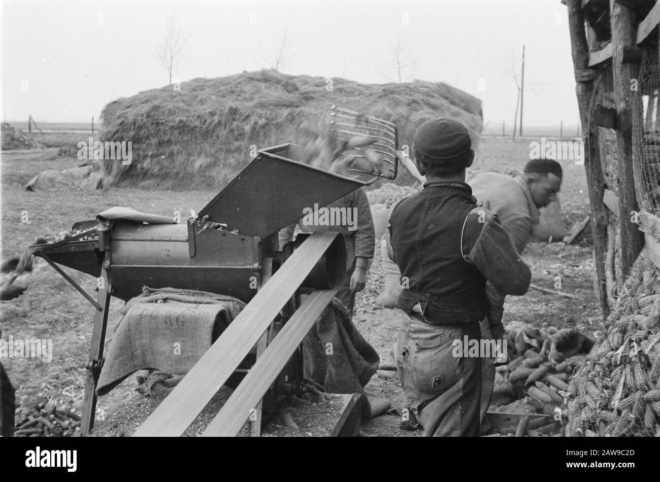 corn cultivation and tobacco, workers, threshing, threshers Red Cross ...