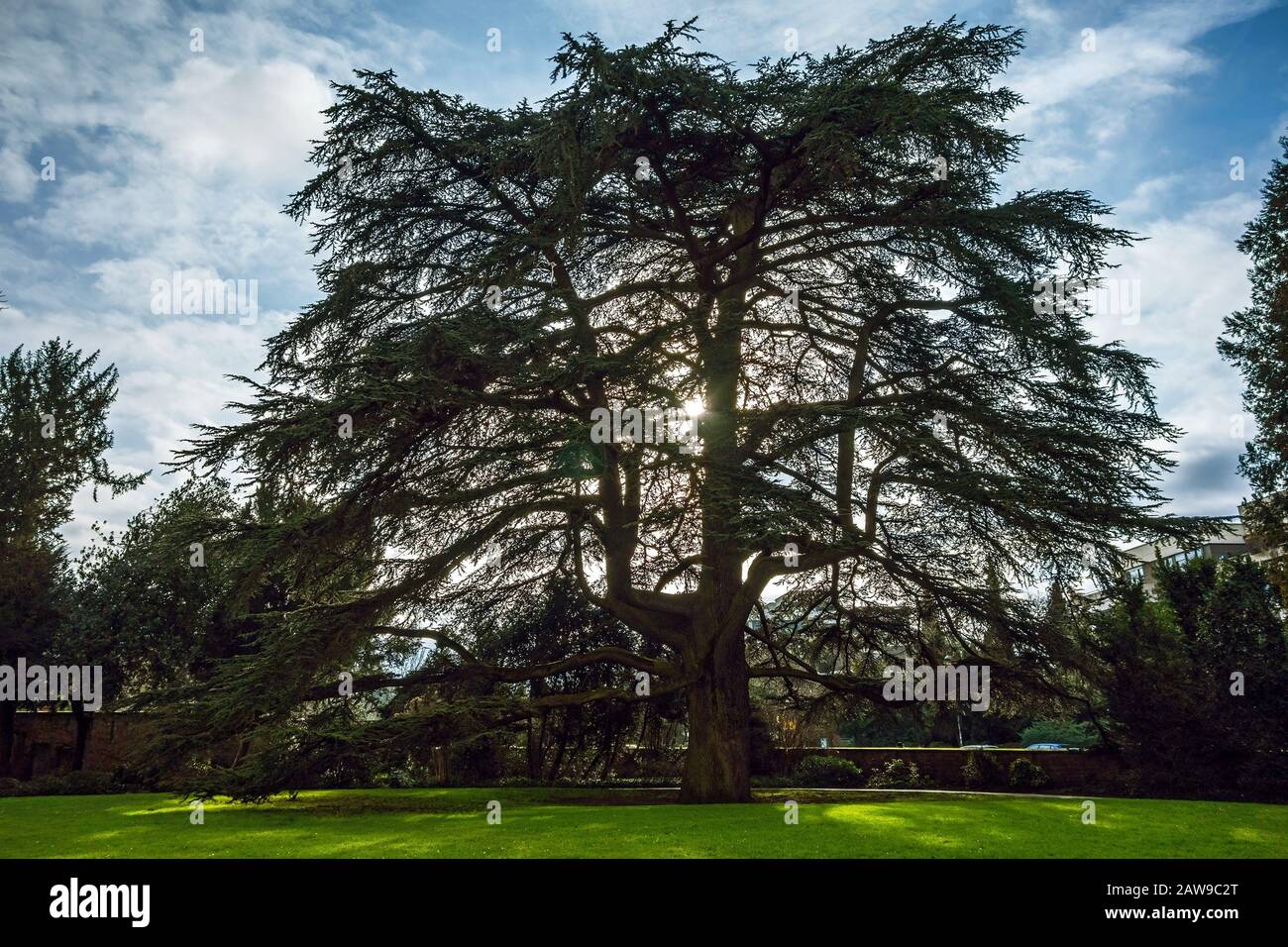 biggest cedar in the world in Weinheim, Germany, castle garden Stock ...