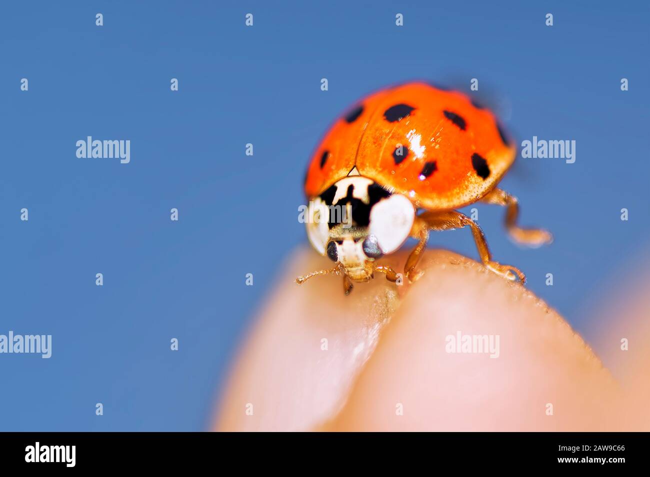 ladybug ,ladybird , perched on a thumb Stock Photo - Alamy