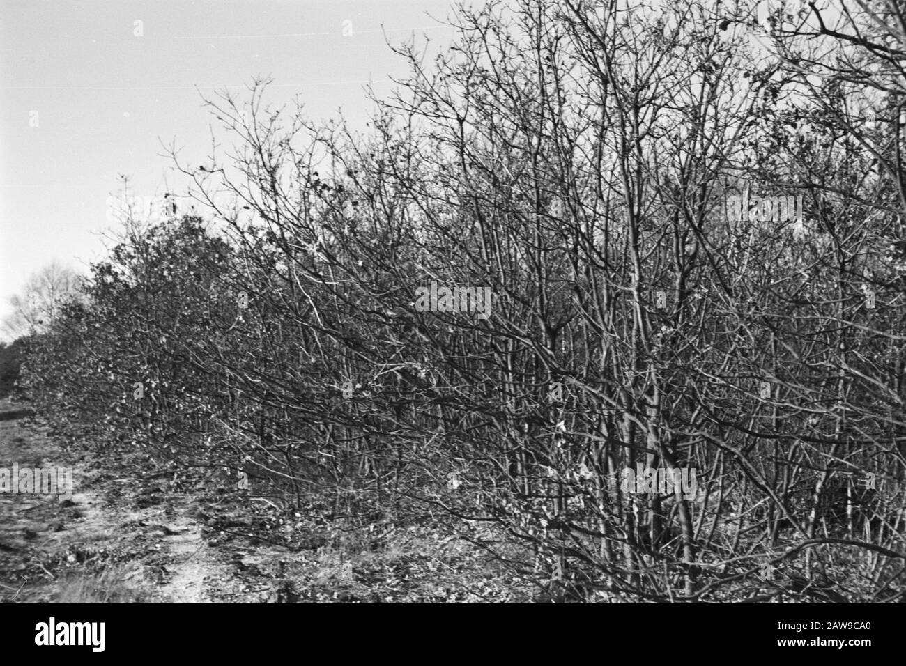 pinussoorten Date: undated Keywords: pinussoorten Stock Photo - Alamy