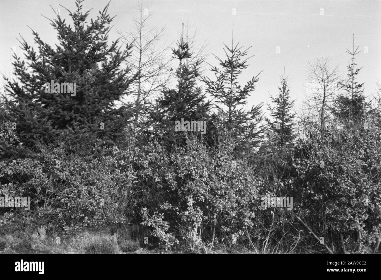 pinussoorten Date: undated Keywords: pinussoorten Stock Photo - Alamy